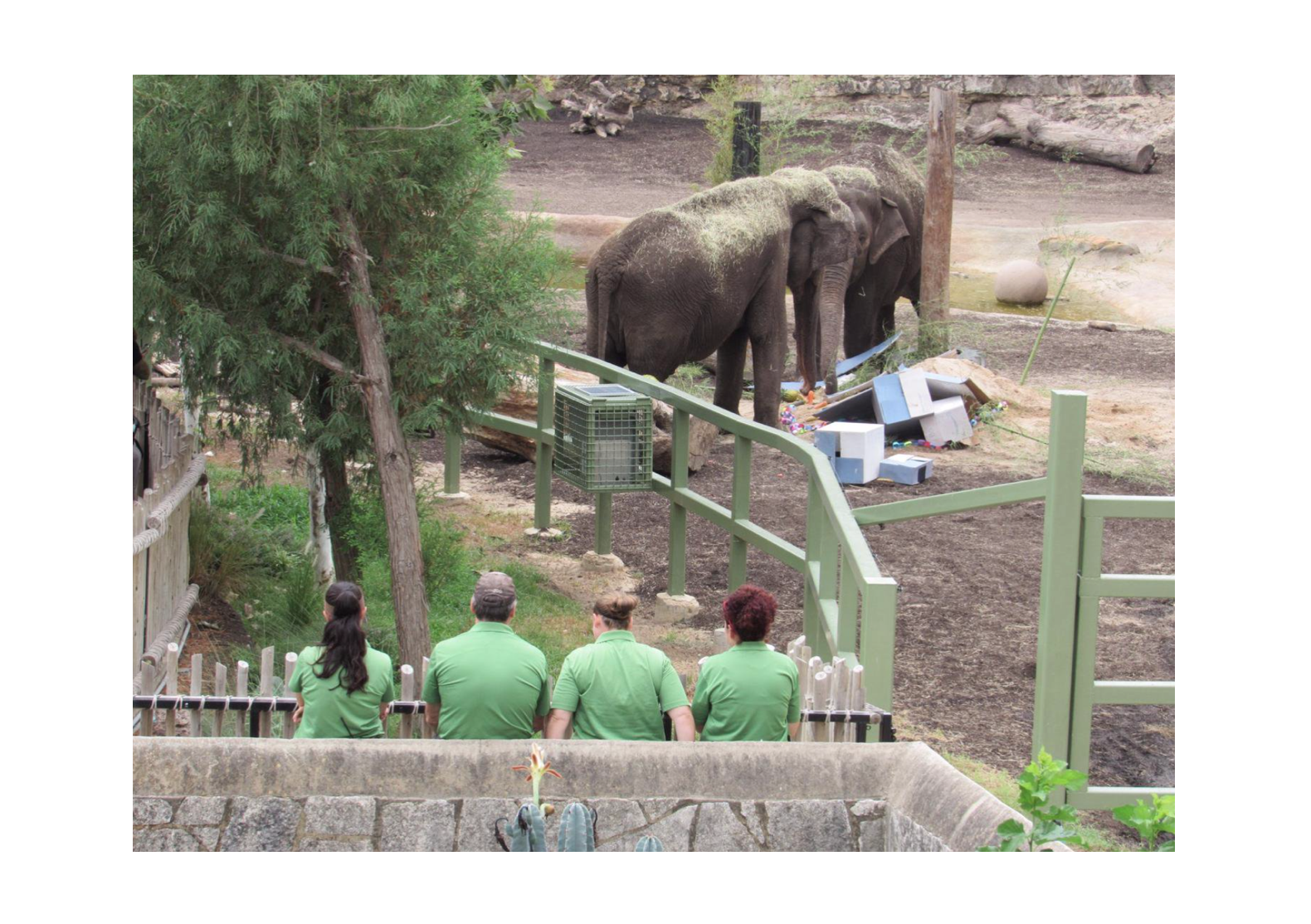 Home - Feedpods: Automatic feeder with App control for Zoos, Safari ...